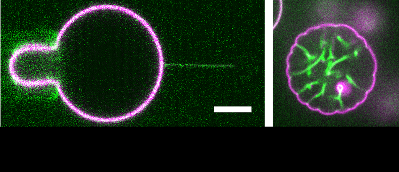 BAR proteins - membrane curvature sensing and deformation | Feng-Ching Tsai